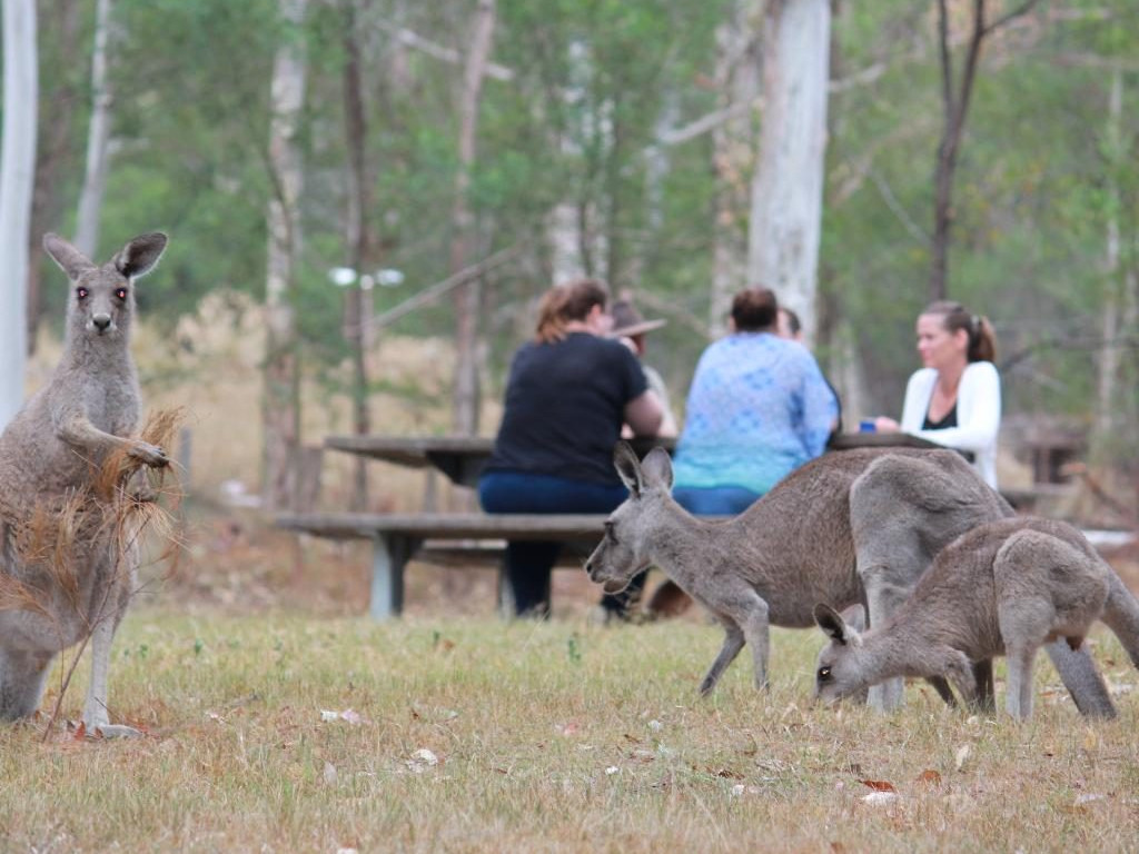 Kangaroos | Blue Mountains | Chapman Tours